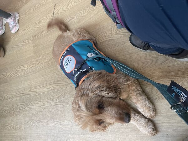 PAWS Assistance Dogs | Guided Assistance Dog Programme UK