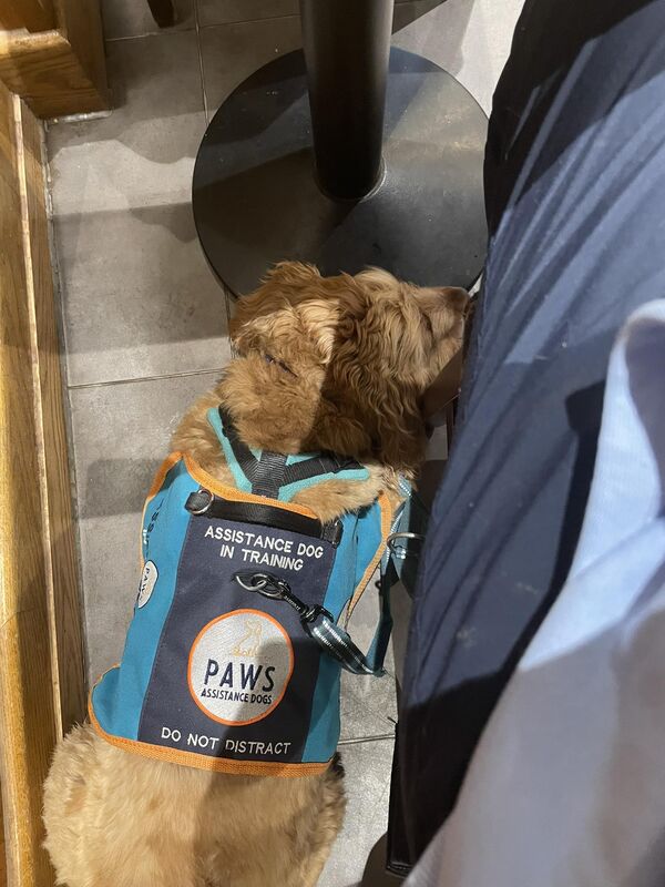 PAWS Assistance Dogs | Guided Assistance Dog Programme UK